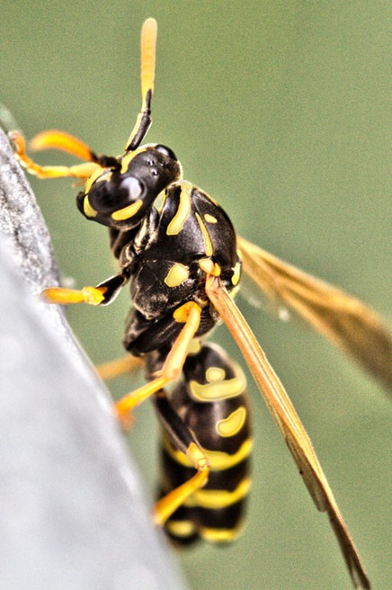 Las 50 mejores fotos de insectos (alta calidad) - Nestavista